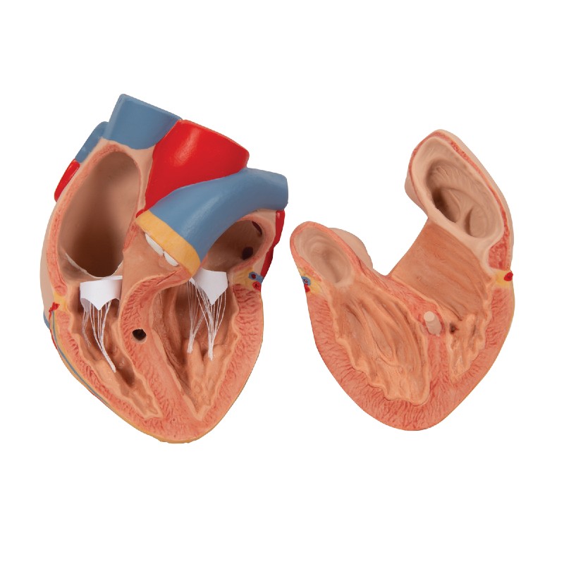 3B Scientific Lung Model with Larynx | Health and Care
